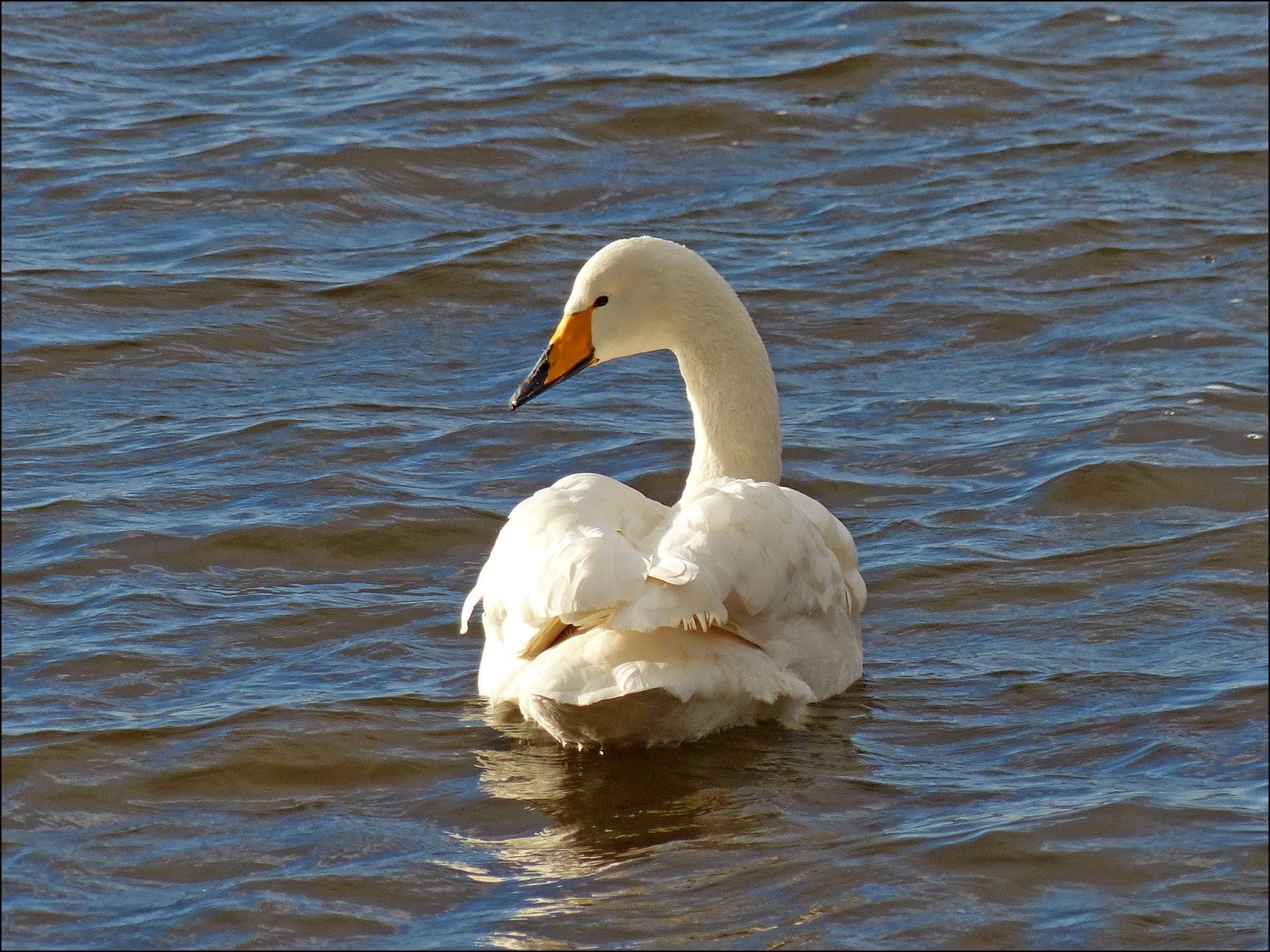 Wild and Wonderful: Swan Feed at WWT Welney