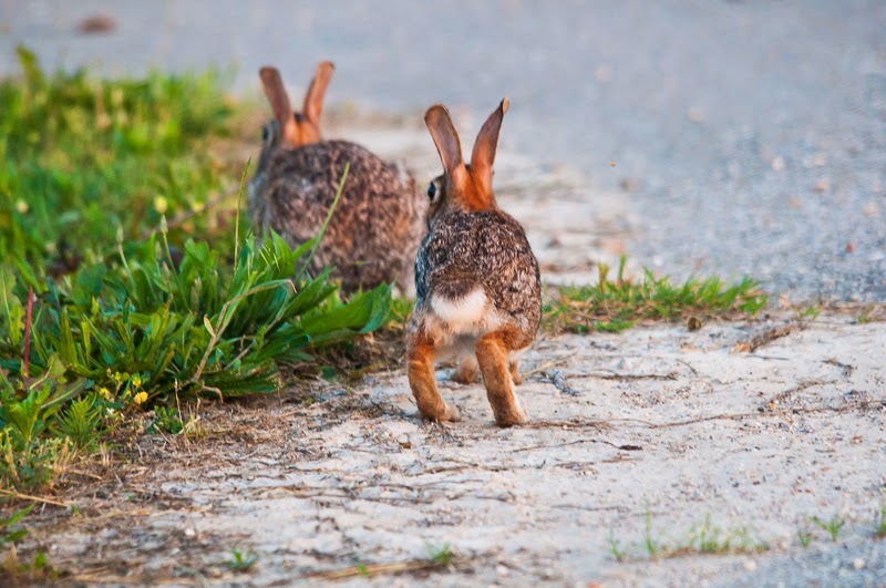 Ozark Grace: Rabbit Territory