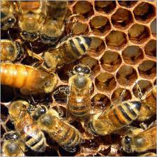Honey Bee Amazing Creation of Allah Almighty