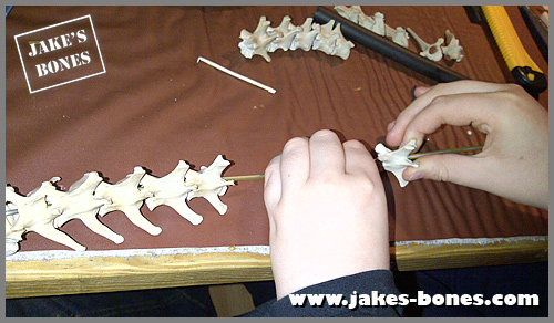 How to re-articulate a fox skeleton: part one : Jake's Bones