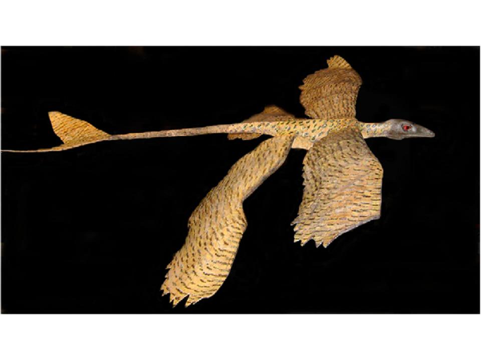 Evolutiebiologie: Microraptor in de vlucht