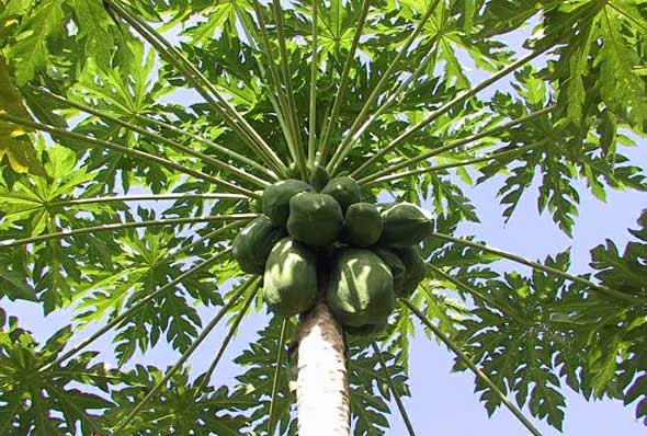 Benefits of Papaya leaves, seeds, flowers and roots of papaya tree ...