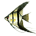 Fish Information Blog: Angelfish : Knowing Characteristics and Breeding ...