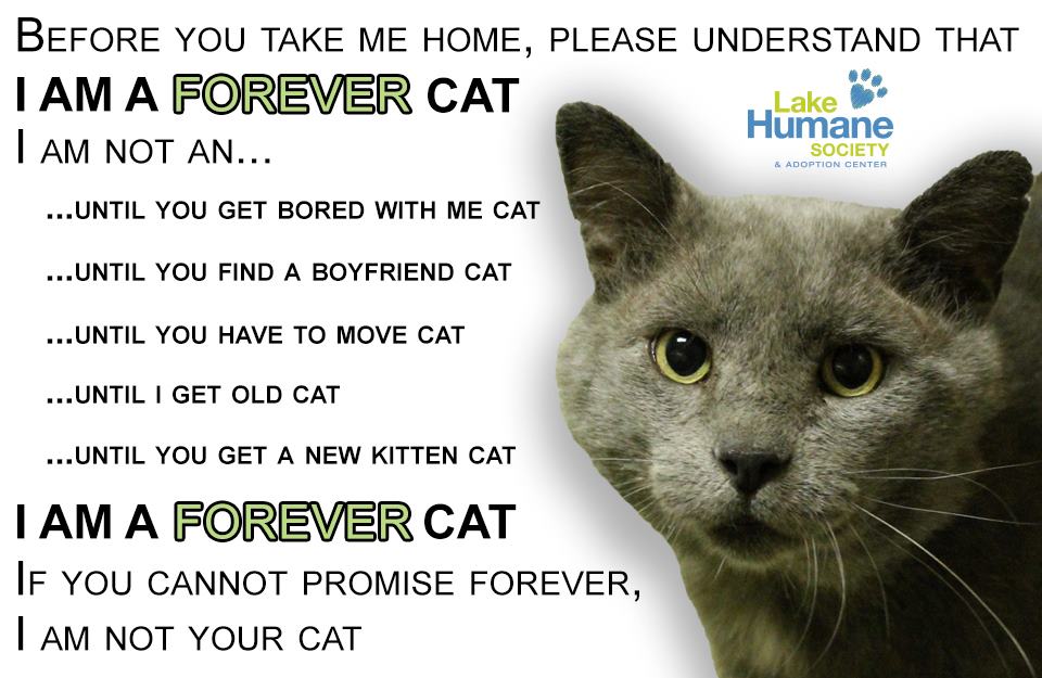 Singapore Community Cats: I am a FOREVER CAT