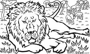 Wild Lion Animals Coloring Pages Print - Best Coloring Pages For Kids