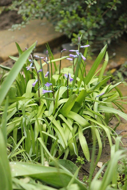 Blue Hortensia: Dobro došao travanj...