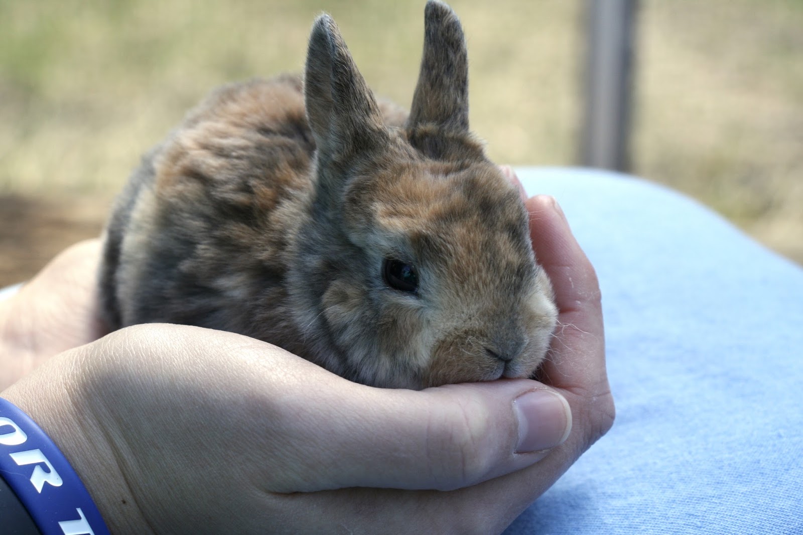 Clever Bunnies: Five Fat Fluffy Fur balls :)