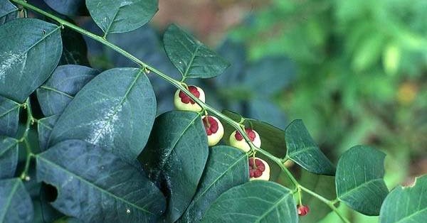 Manfaat Daun Katuk atau cangkok manis ataupucuk katu Untuk Produksi Asi ...