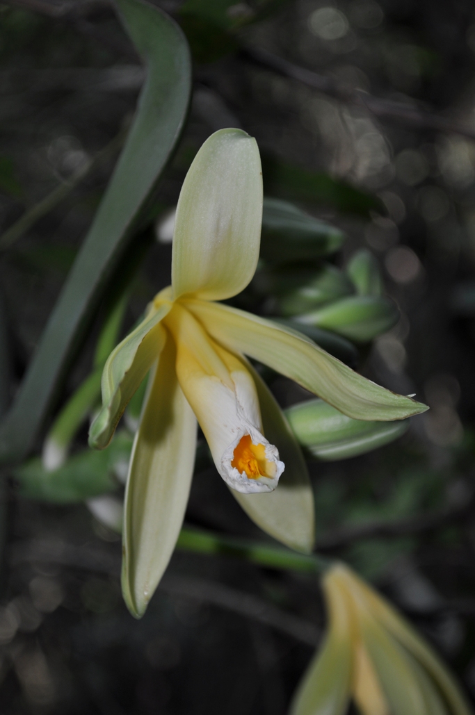 FLORA DE MISIONES Argentina: Vanilla chamissonis Klotzsch