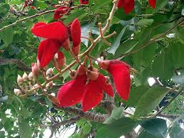 beautiful flowers....: Bunga Dedap(ERYTHRINA VRIEGATA)