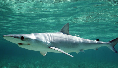Atlantic Sharpnose Shark