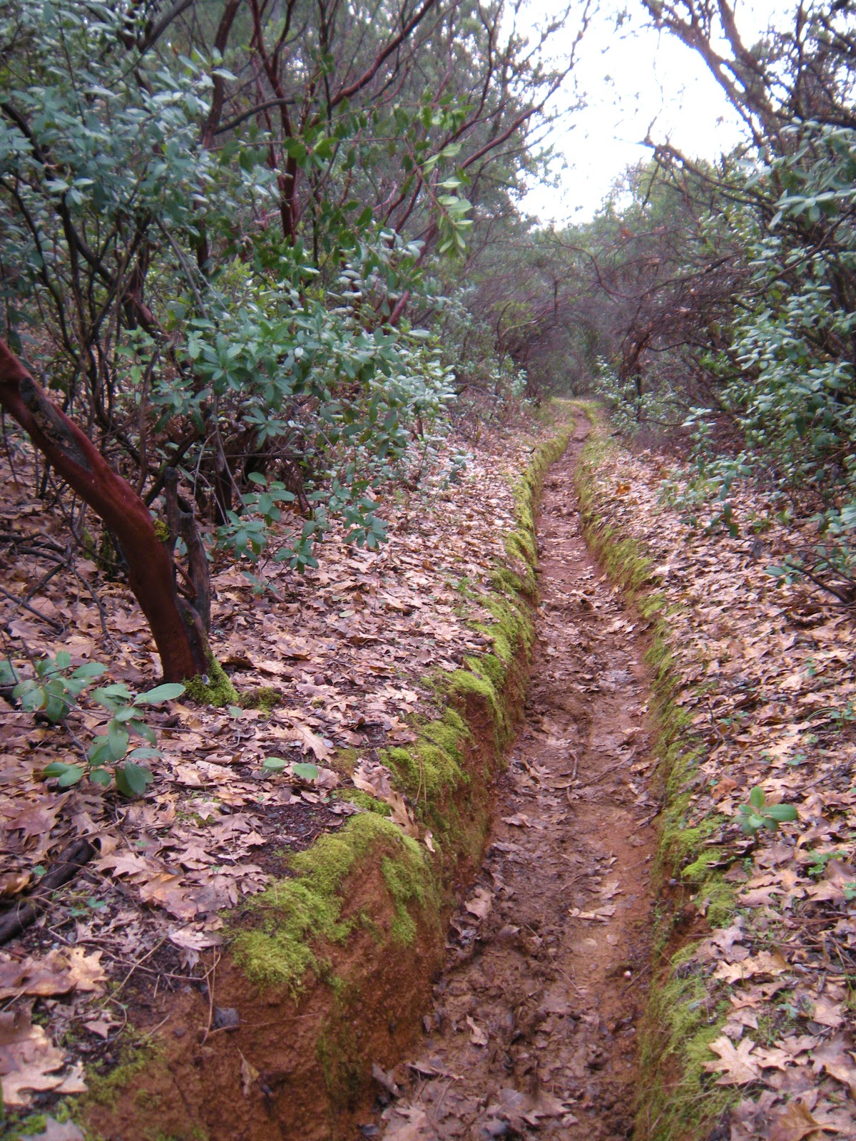 Peachy Hiker: Auburn/Cool, CA "Training Hill" and WST