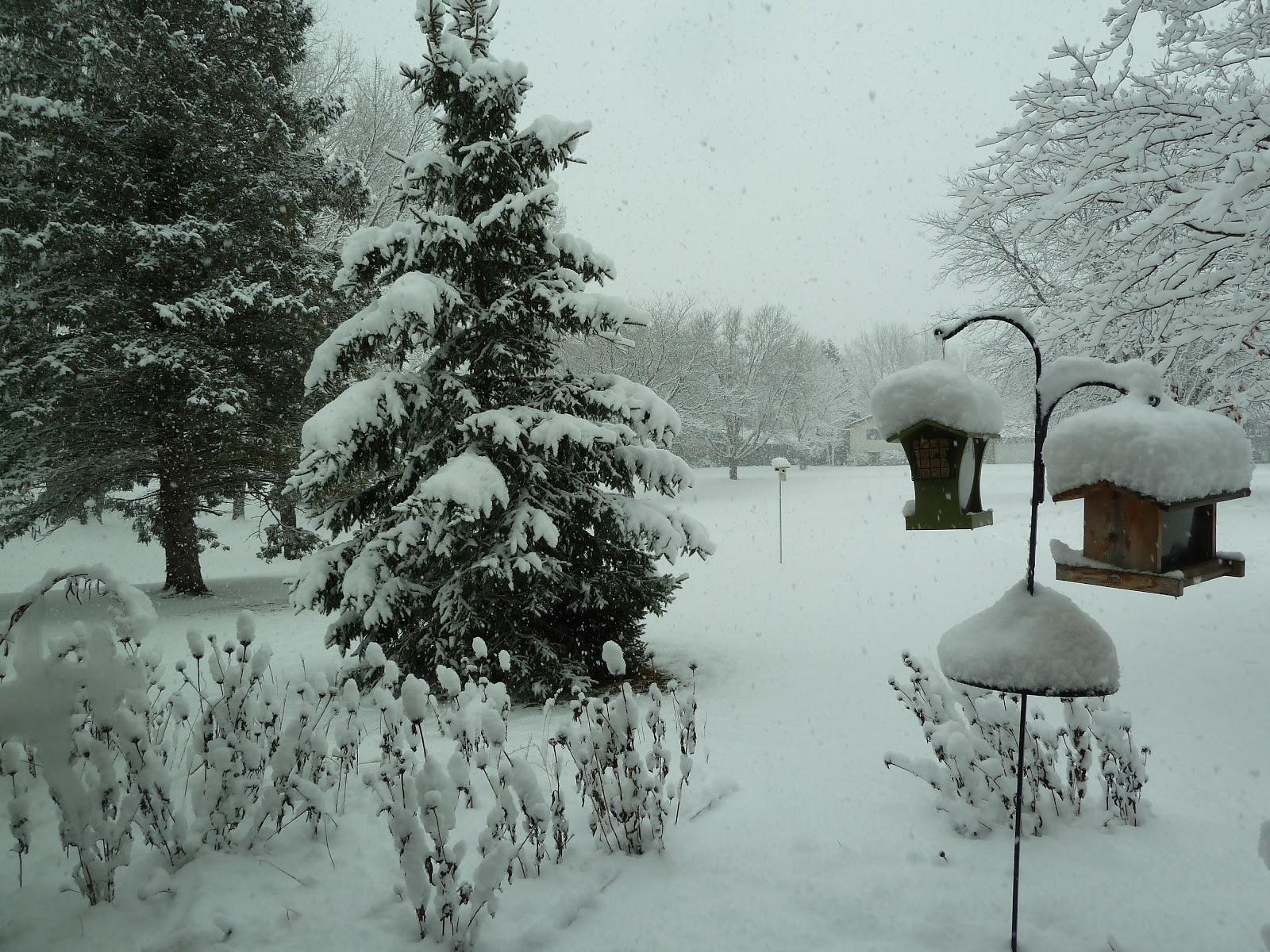 Penelopedia: Nature and Garden in Southern Minnesota: Snow Snow Snow!