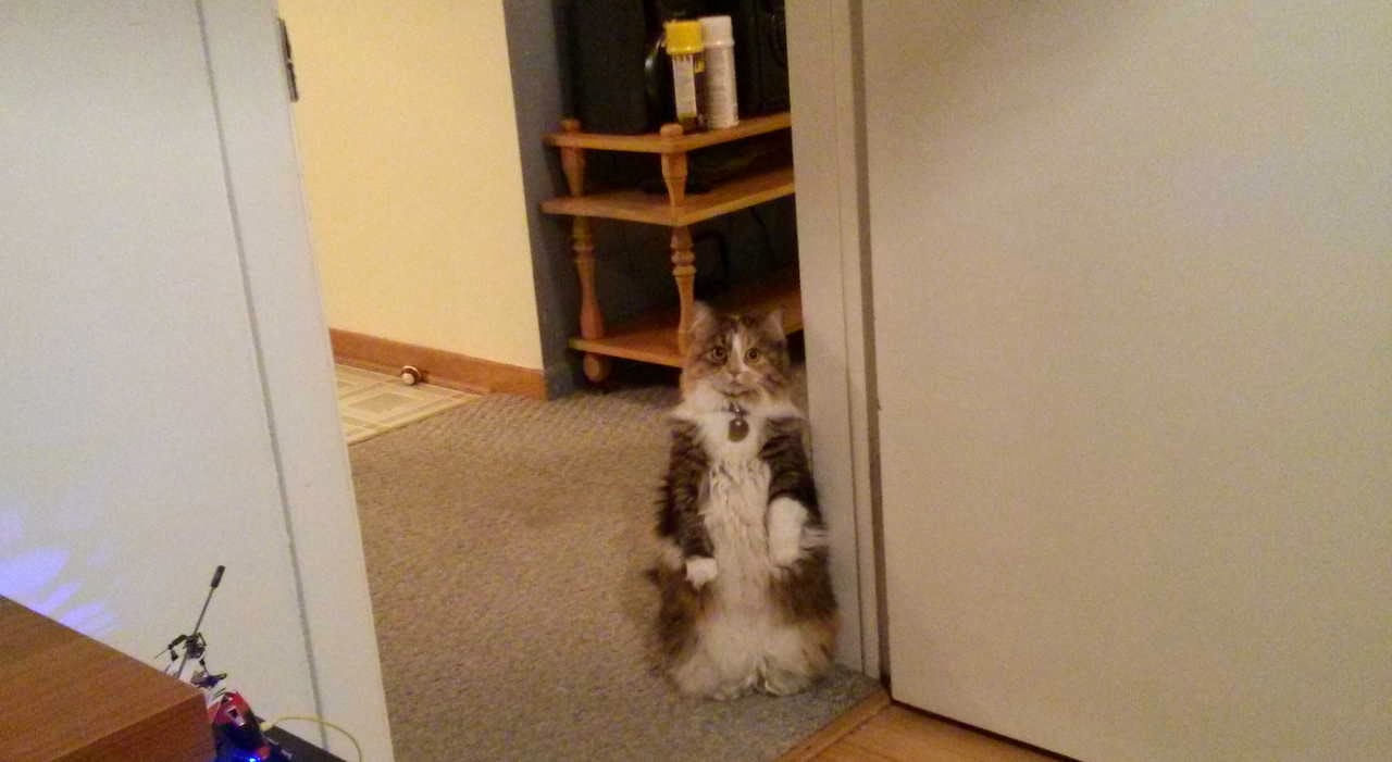 Funny cats - part 83 (40 pics + 10 gifs) | Amazing Creatures