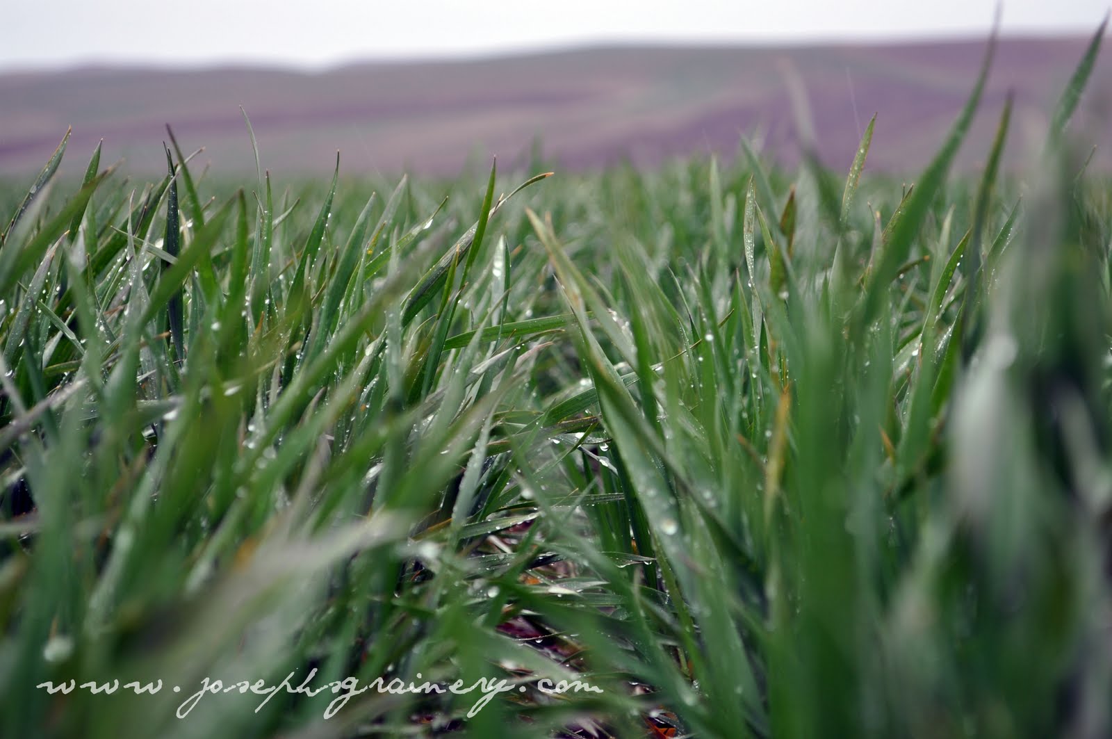 Joseph's Grainery: Wet Winter Wheat