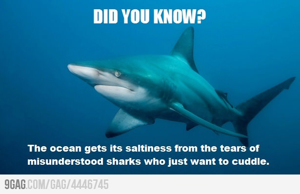 Funny Shark Quotes. QuotesGram