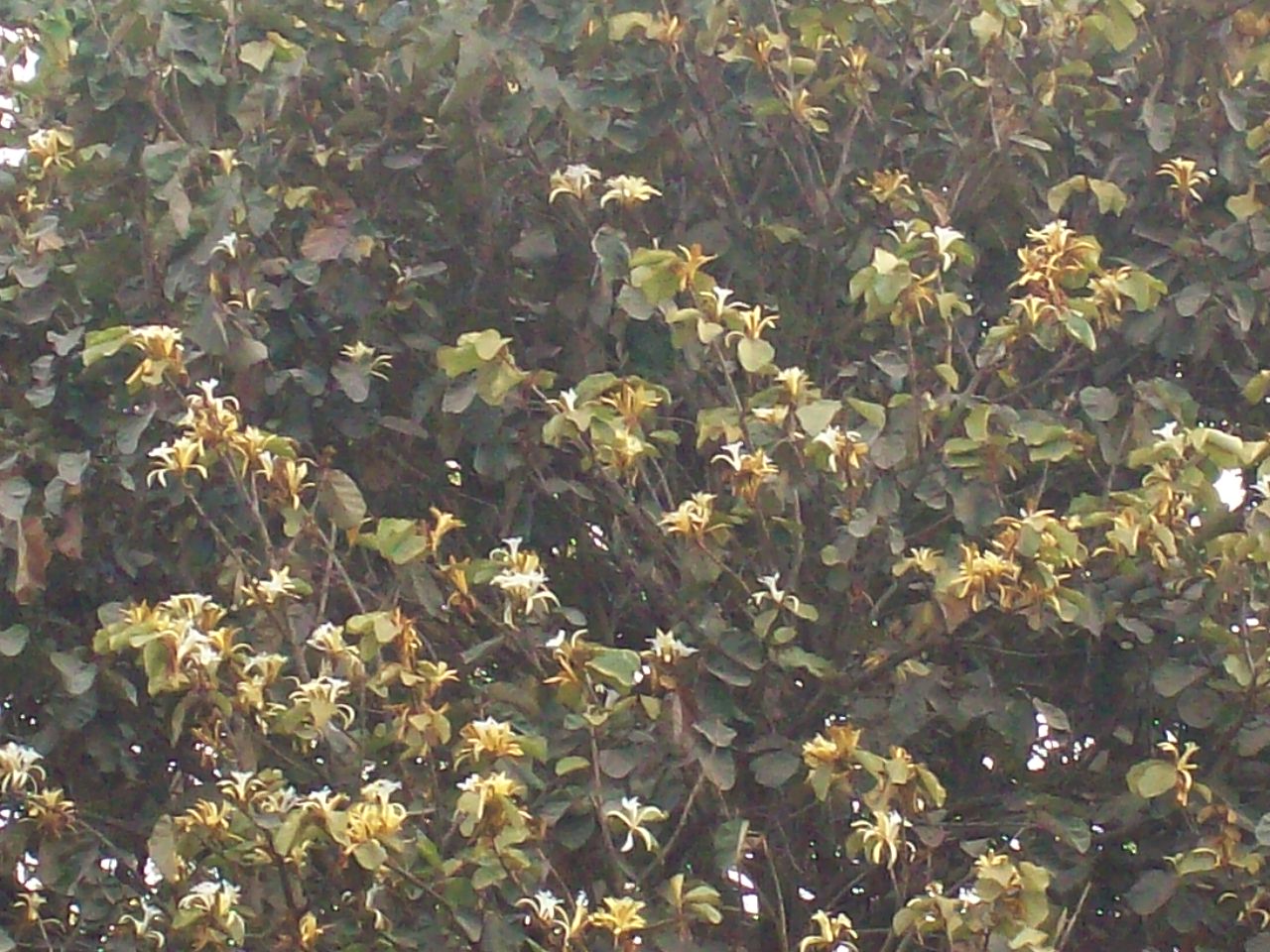 Indian flowers and herbs: Kanak Champa