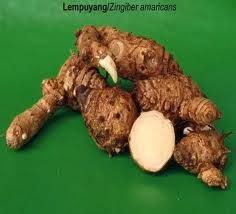 Khasiat Dan Manfaat Lempuyang Pahit, Lempuyang Gajah Dan Lempuyang ...