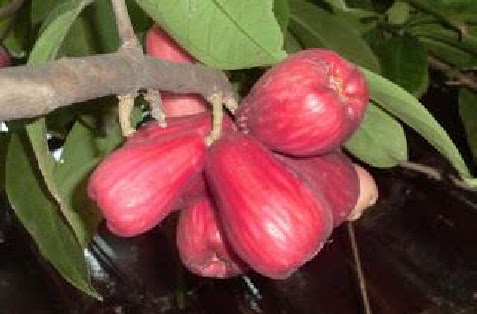 Manfaat Buah Jambu Darsono Bagi Kesehatan | Hikmah Di Balik Kisah