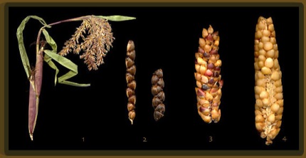 Del campo de la CHINANTLA al plato: Nuestras milpas