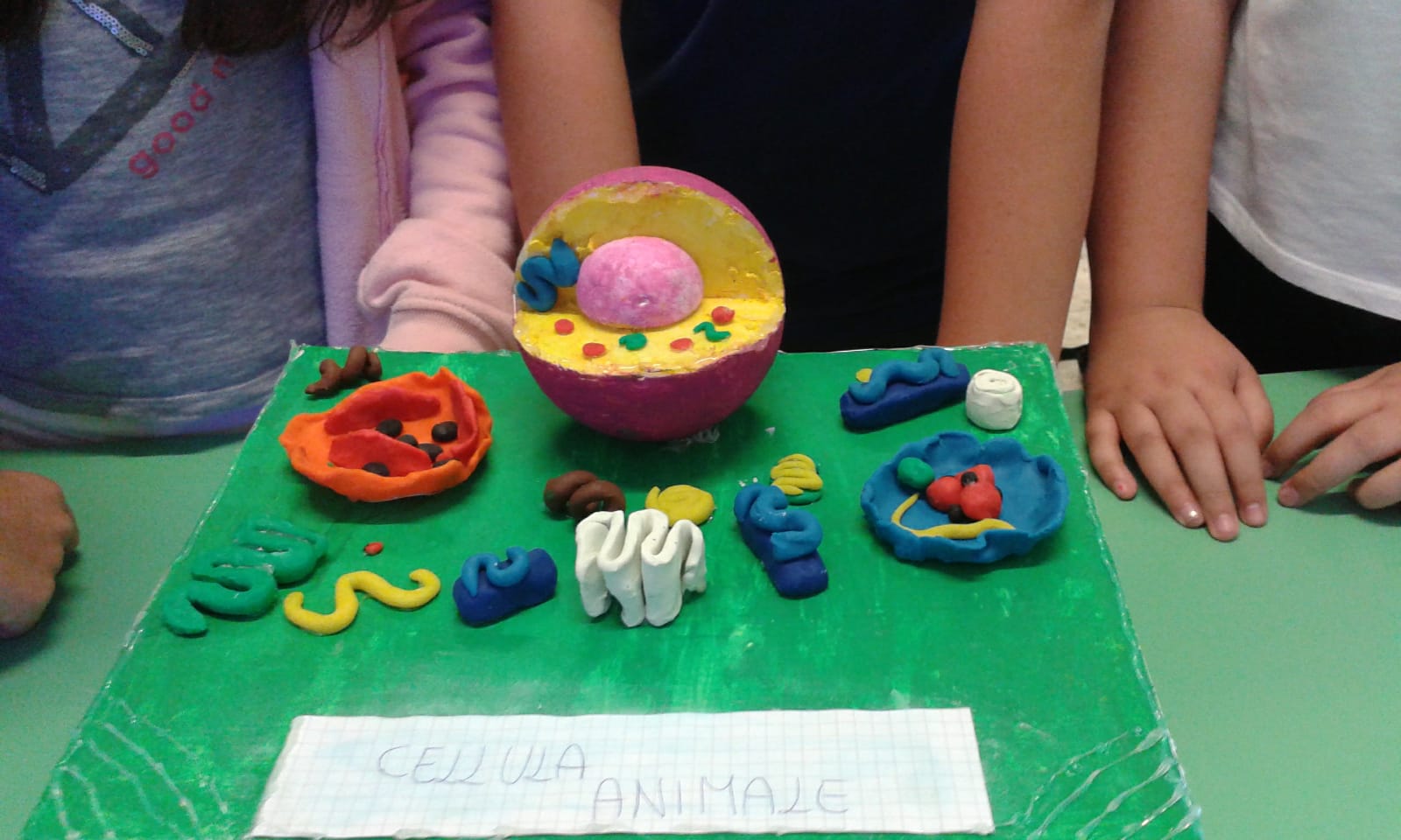 Comprehendo: Modellino di cellula animale