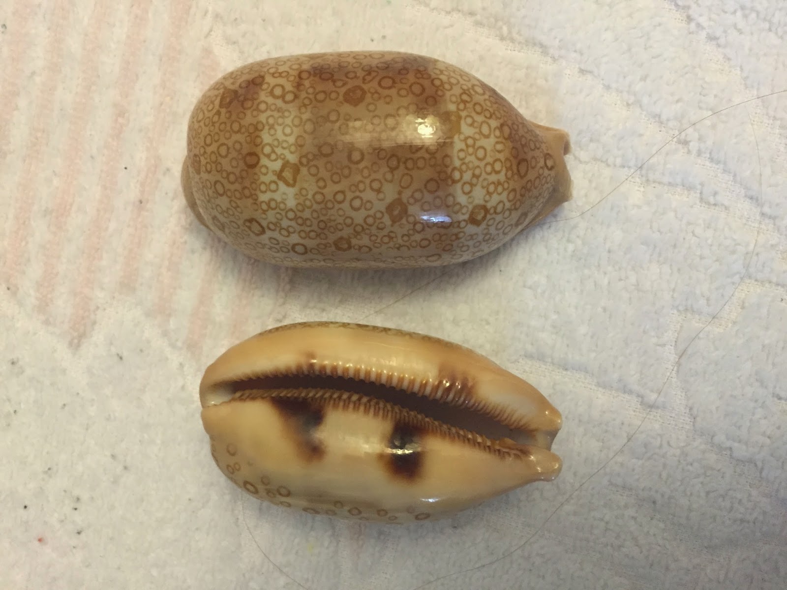 Lava of Ocean Dawn: Identification of some Exotic Shells