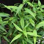 Mimuk Bambang Irawan's Blog: 22 BUMBU DAUN UNTUK MASAKAN INDONESIA