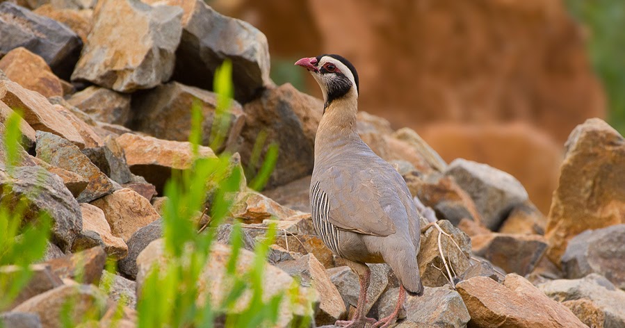 Birds of Saudi Arabia: Birding the Raydah Escarpment near Abha – Bird ...