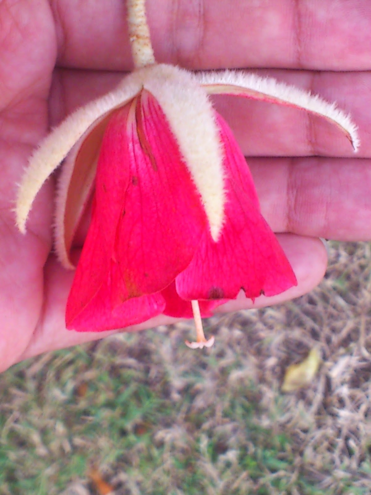 Bonsai Mauritius: Trochetia Boutoniana National Flower of Mauritius