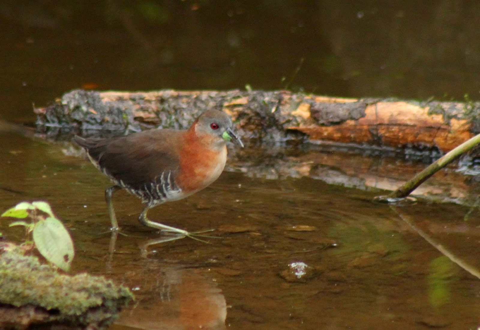 Tico Birder: Sendero Bogarín