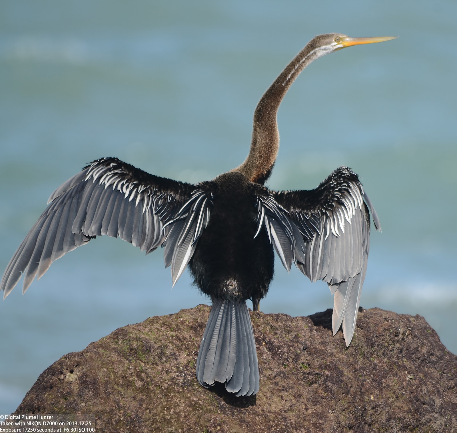 Hunting Digital Plumes in the US and Beyond: Birding the Extraordinary ...