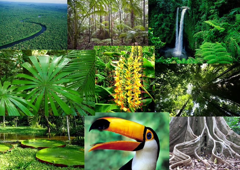 FINAL YEAR PROJECT: RAINFOREST MOODBOARD