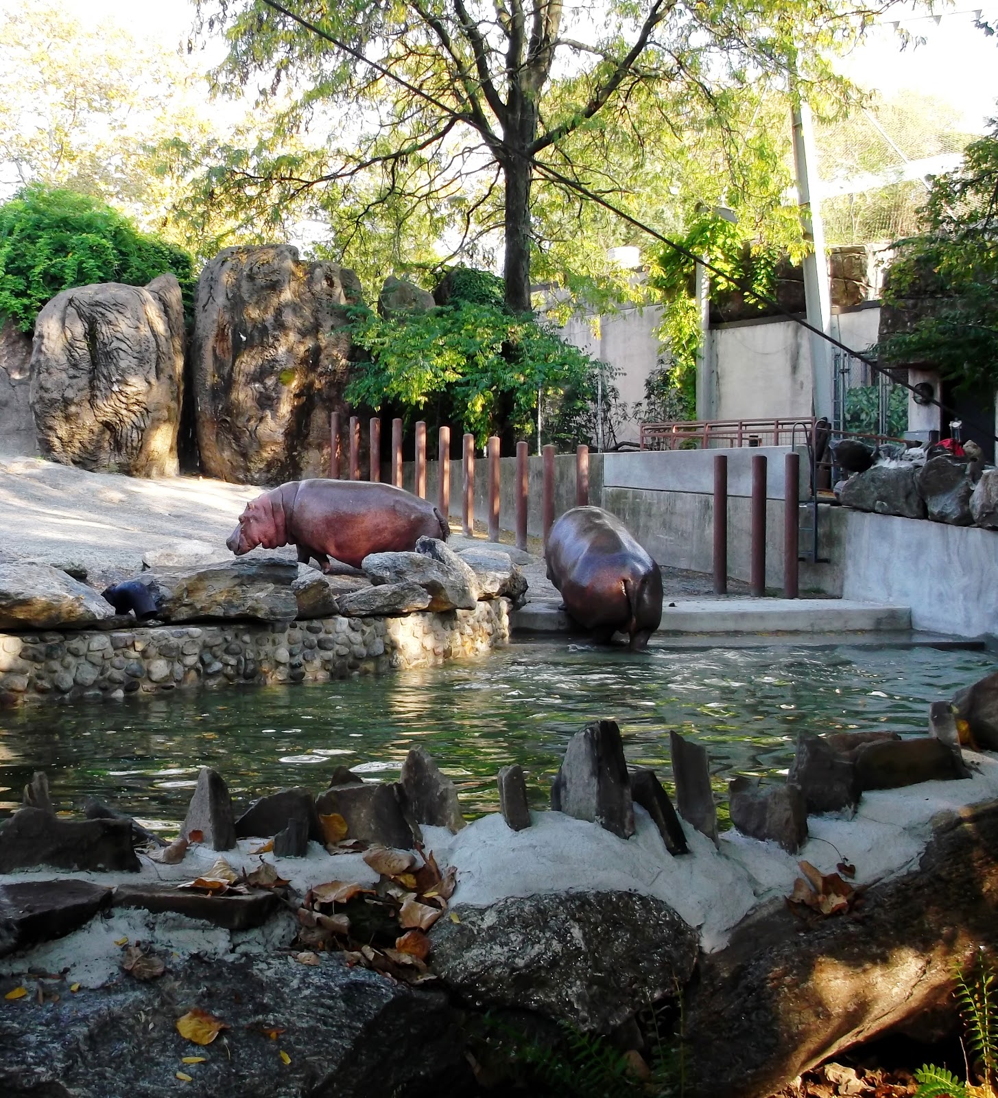 Our Zoo Blog: Philadelphia Zoo | Hippos | Oct. 2012