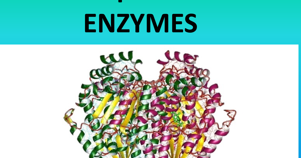 Grade 11: Chapter 4 - ENZYMES