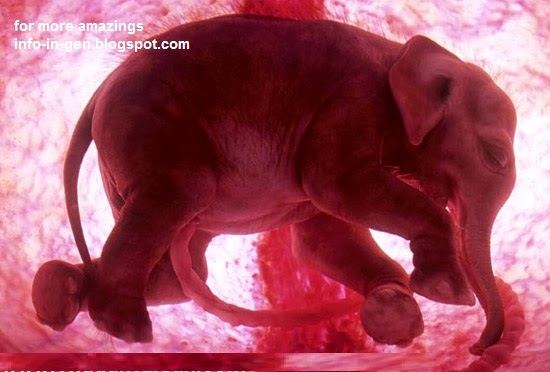 amazing pictures of embryos animals in wombs of their mothers - General ...