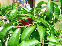Evoluzione Bonsai : Bonsai di Pesco - Peach - prunus persica