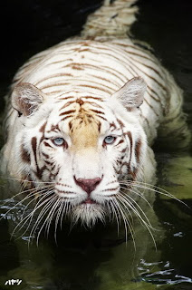 Between Science And Religion: Ilmu Saka Harimau (Tiger Guardian)