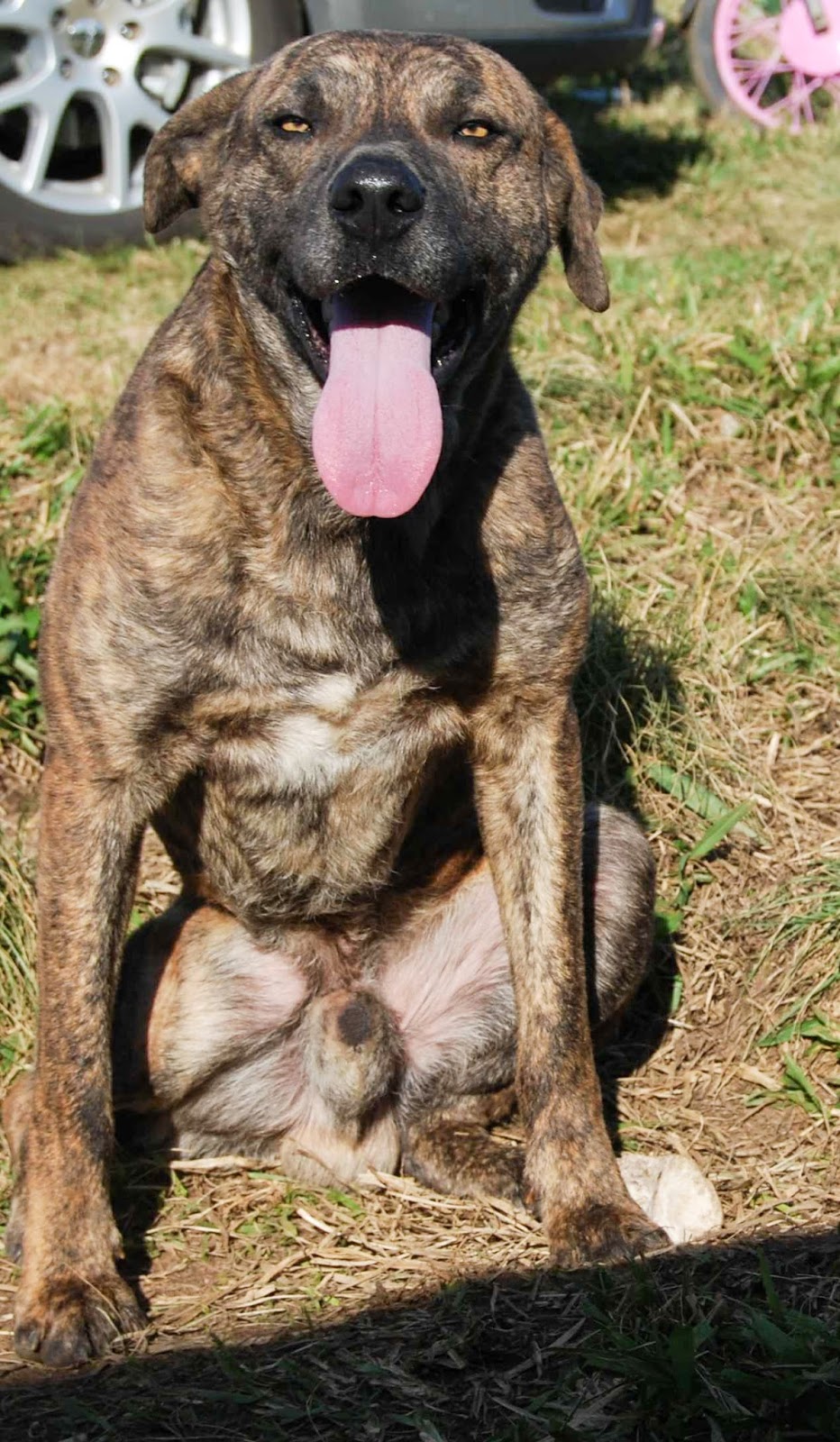 Adote, Não Compre!: Boxer Tigrado Mestiço - Porte Grande - Porto Alegre