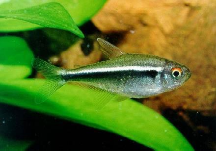 Le Néon noir (Hyphessobrycon herbertaxelrodi)