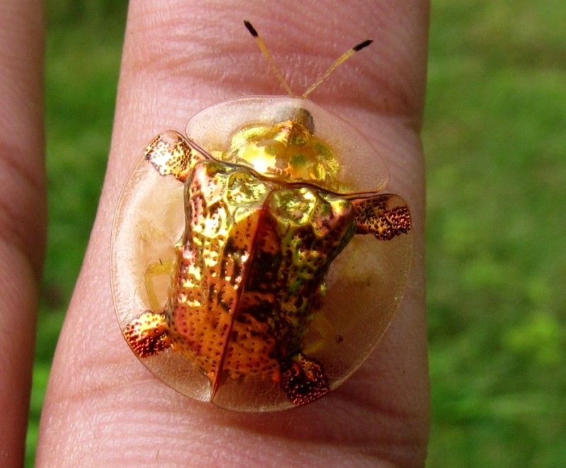 White Wolf : Amazing Golden Tortoise Beetle Photos-Videos