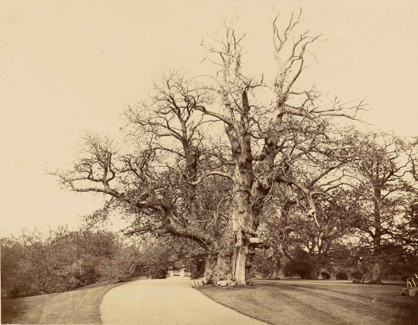 Spencer Alley: Photographs of 19th-century Trees