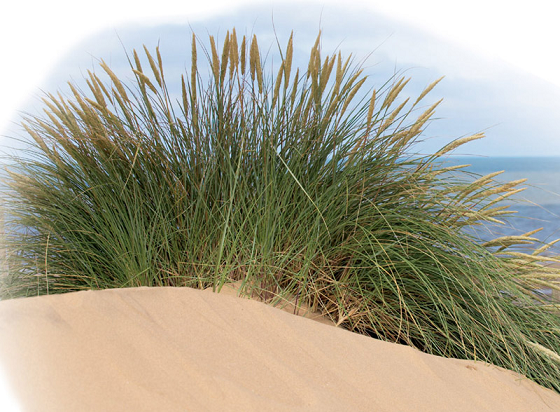 #64 Adaptations of the leaf, stem and root to different environments ...