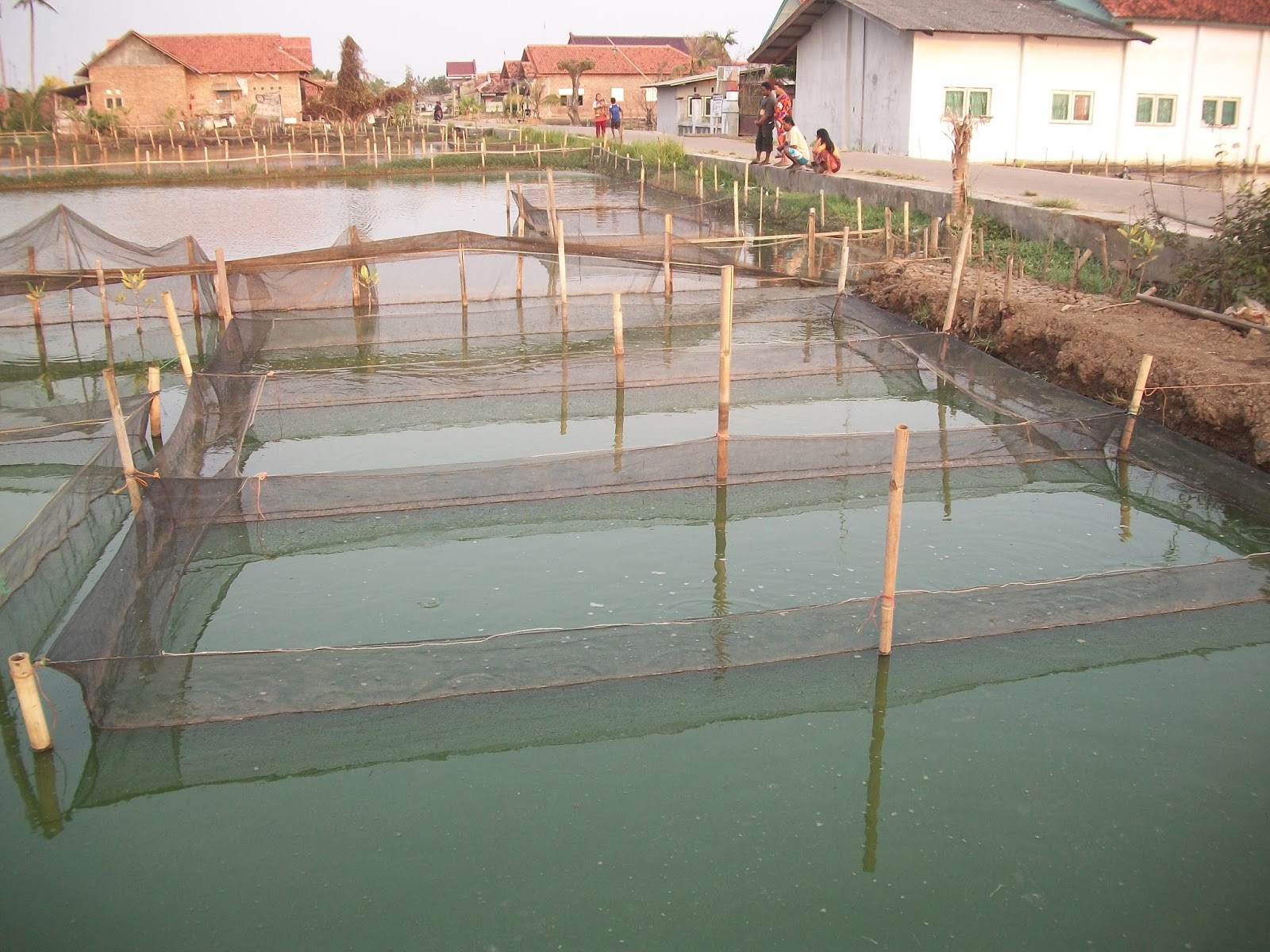 BALAI PENYULUHAN KAJEN: BUDIDAYA IKAN LELE KARAMBA TANCAP PADA LAHAN ...