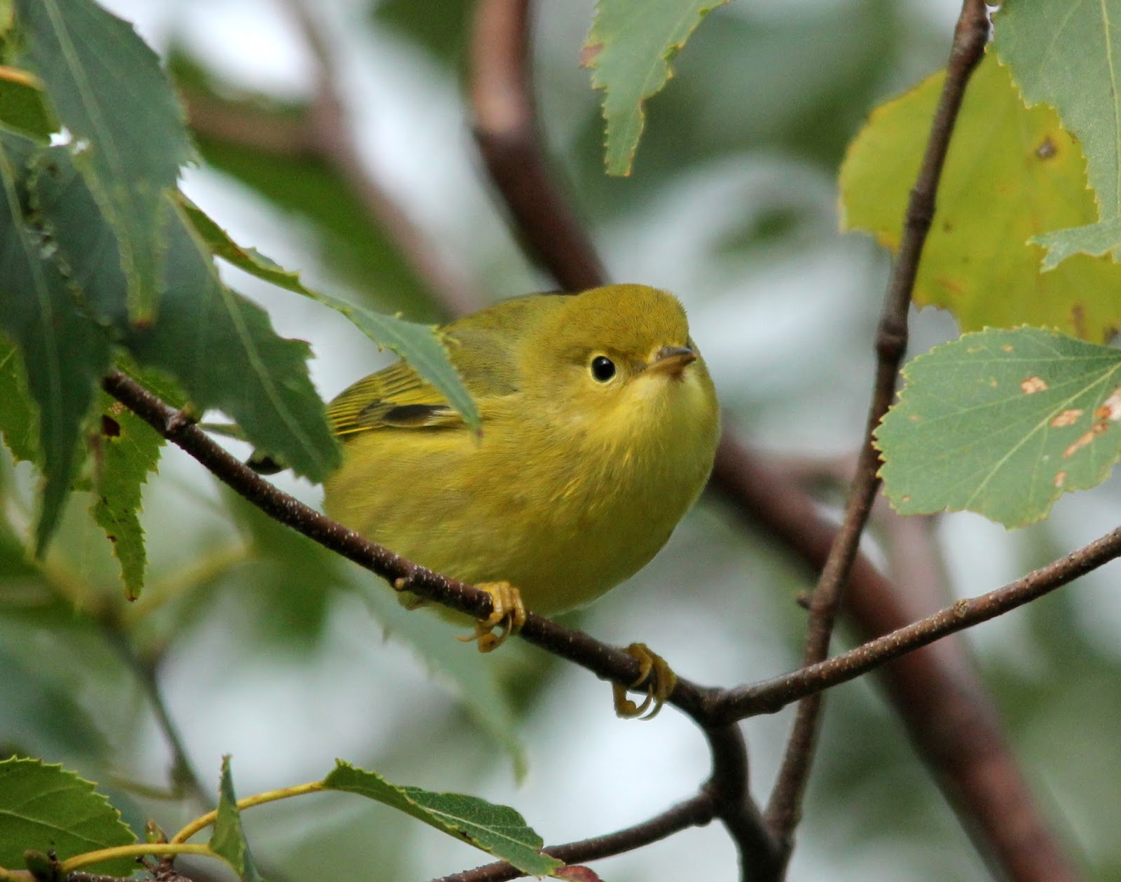 Here and There: Day 243 - 4th September 2017 -American Redstart, Yellow ...