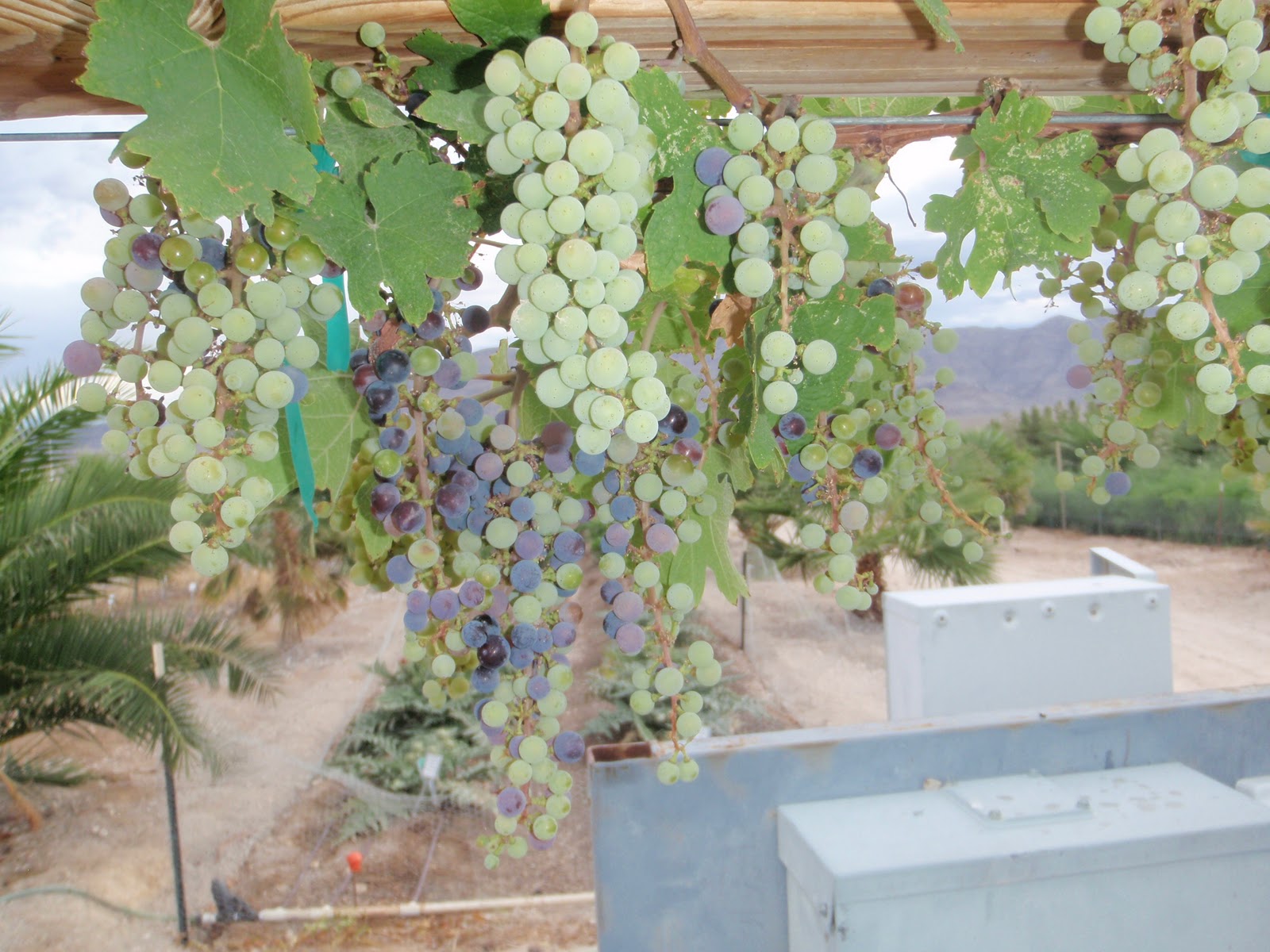 Xtremehorticulture of the Desert: Grape Damage May Be Due to Intense ...