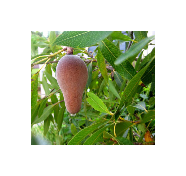 The Ridou Report: Woody Pear, Xylomelum pyriforme