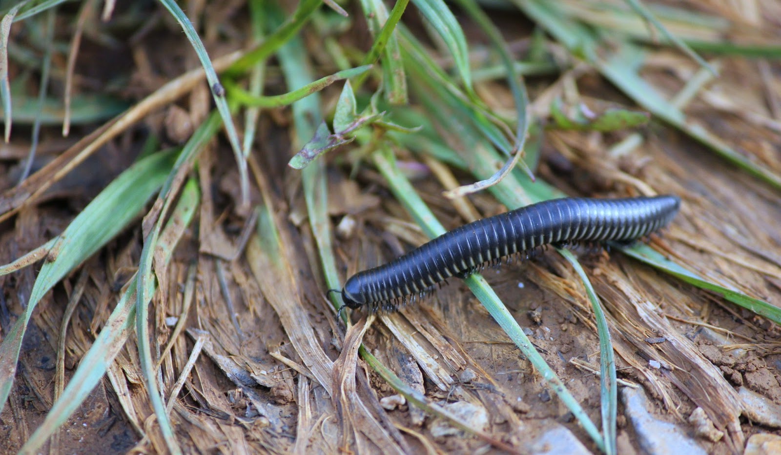 Mon coeur au Sud: les iules