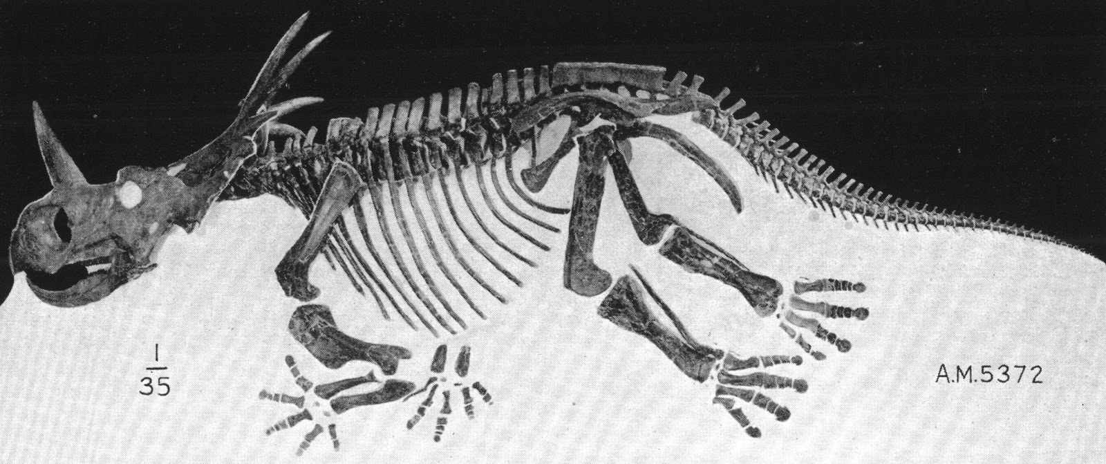 Prehistoric Beast of the Week: Styracosaurus: Beast of the Week