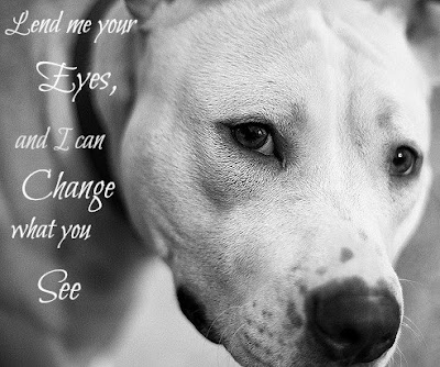 Pitbull Love Quotes. QuotesGram