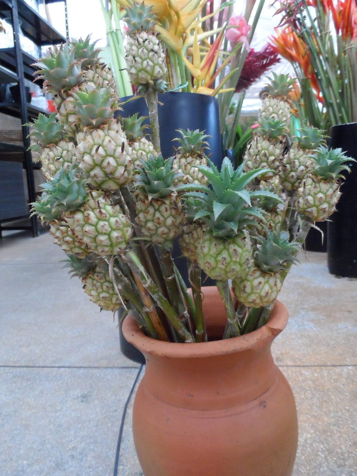 Abacaxi-ornamental (Ananas spp) | A planta da vez